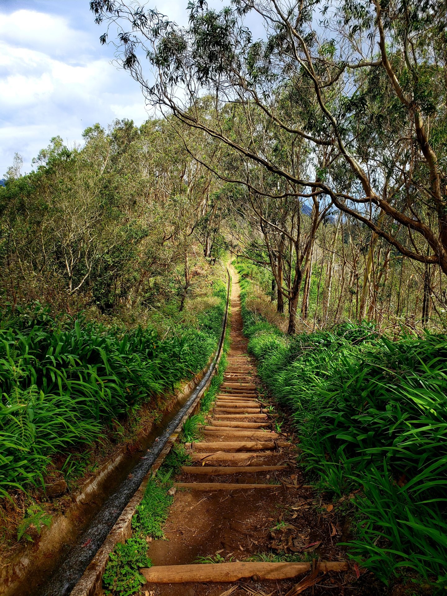 Hiking PR10 Levada do Furado: Ribeiro Frio to Portela, Madeira