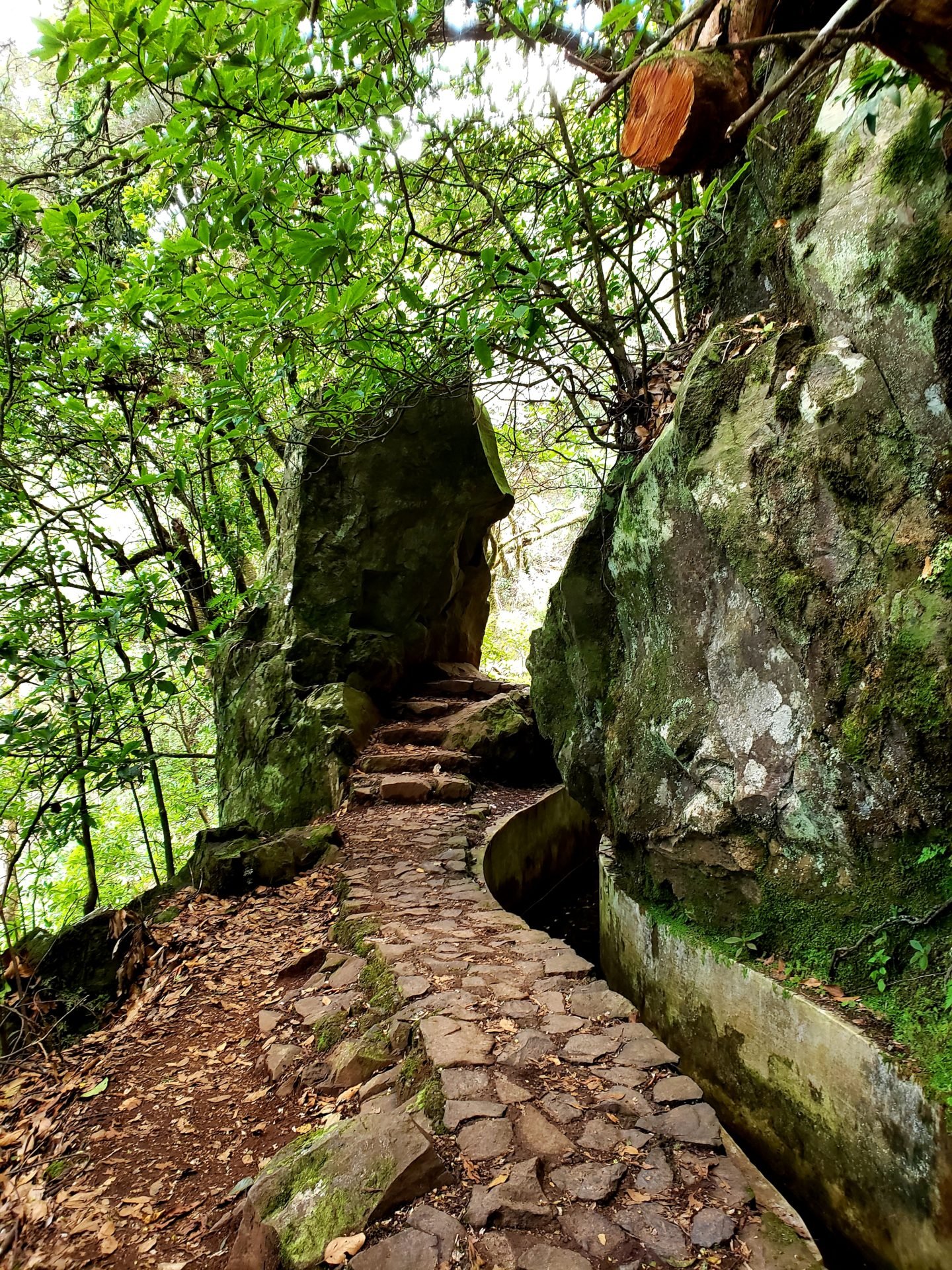 Hiking PR10 Levada do Furado: Ribeiro Frio to Portela, Madeira