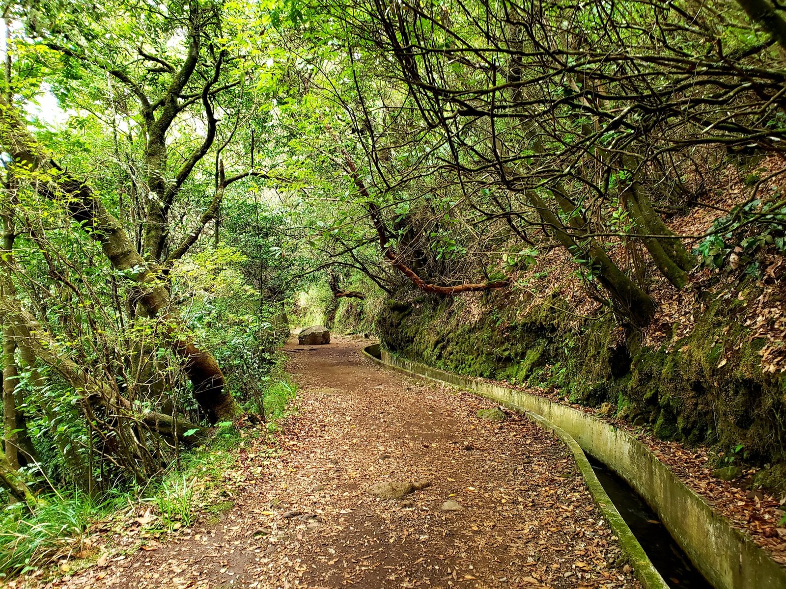 Hiking PR10 Levada do Furado: Ribeiro Frio to Portela, Madeira