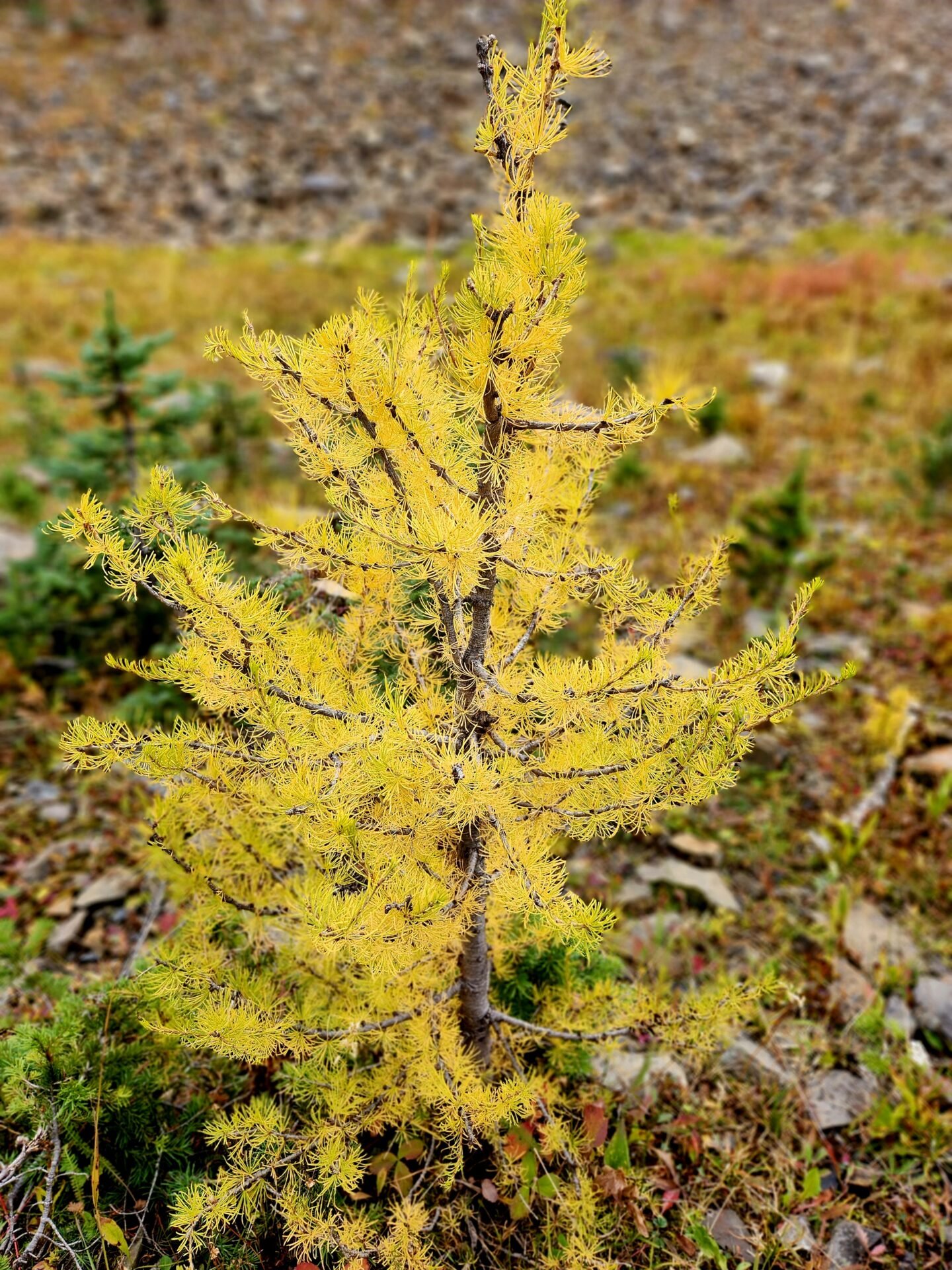 Pocaterra Cirque Guide During Larch Season